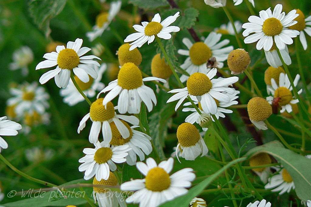 Wilde planten in Brugge: Echte kamille - Matricaria chamomilla