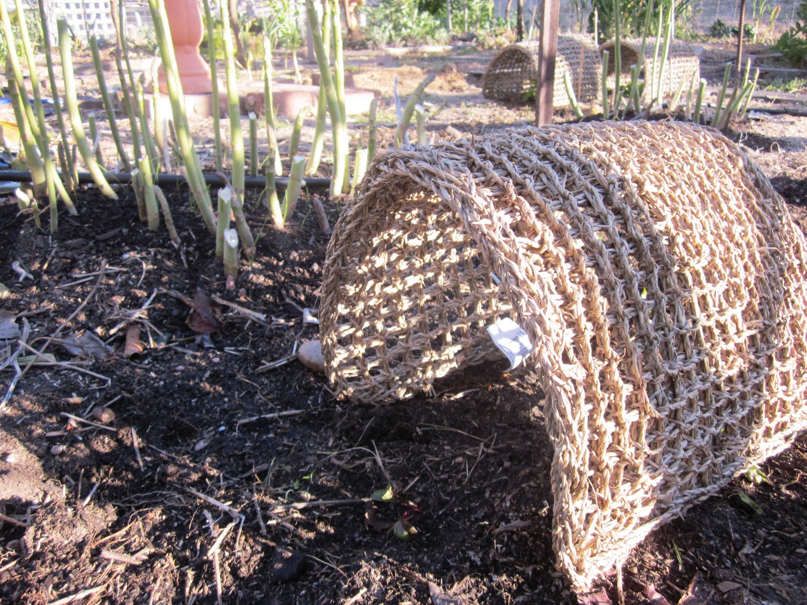 "The Drip" Mudgee: Garden Cloches Protect Sensitive Plants