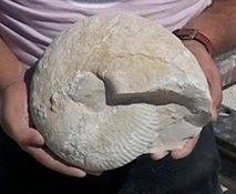 Ataíja de Cima: Amonites