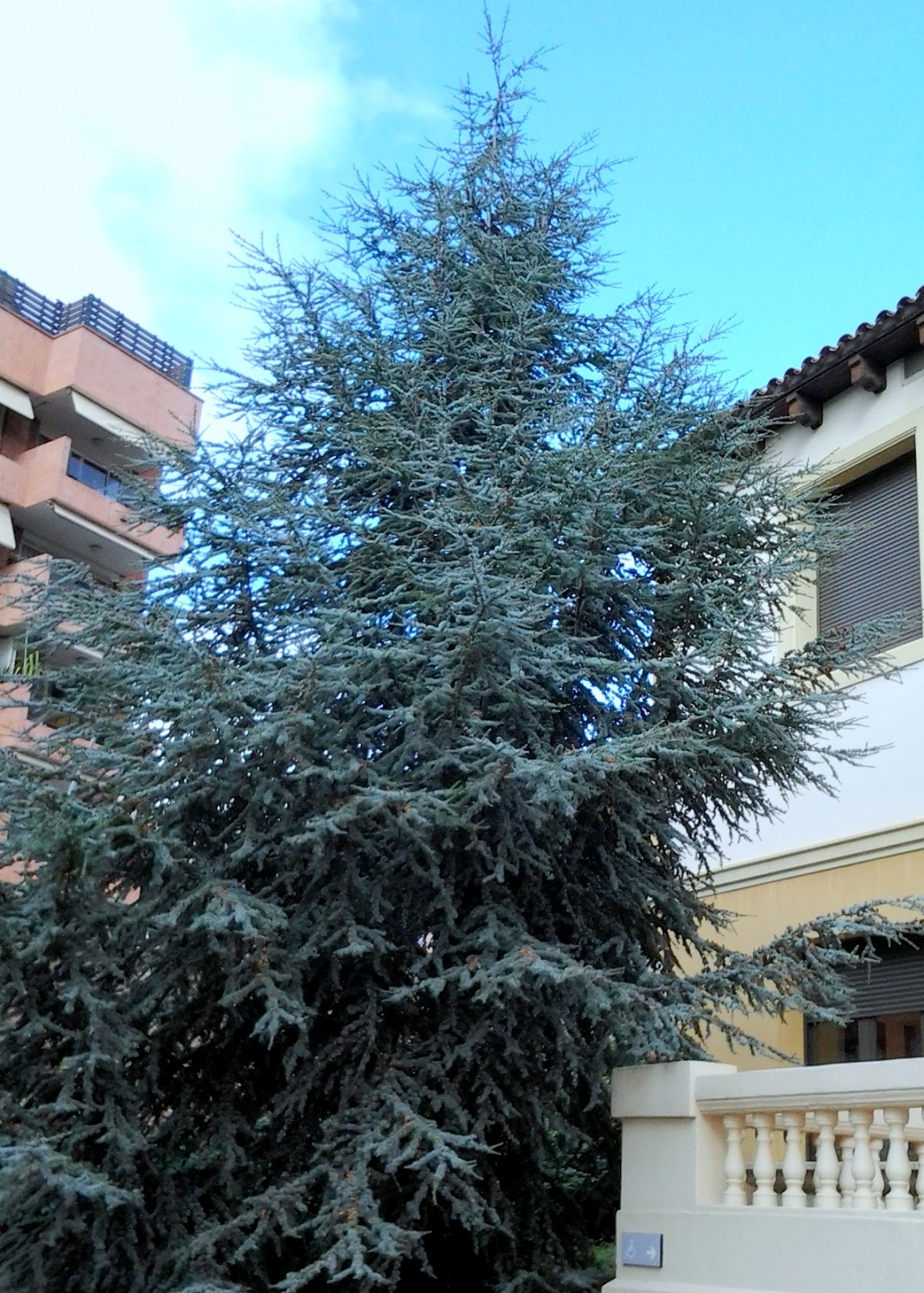 Cedro Azul Del Atlas