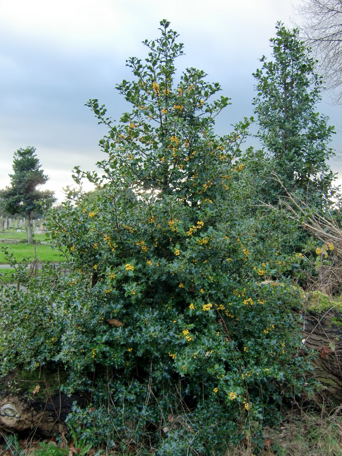 Sleeping Gardens: Tis' the Season for Yellow Holly