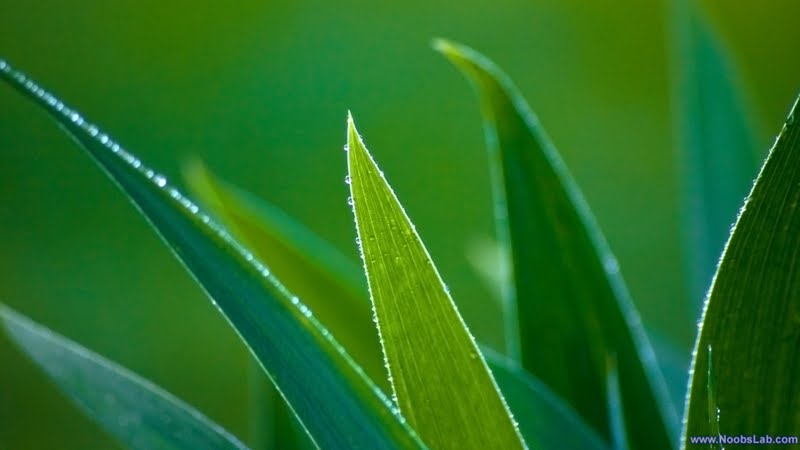 Best Webshots HD Wallpapers - NoobsLab | Eye on Digital World