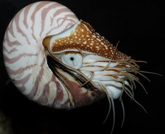 Deep Sea Creatures: Chambered Nautilus