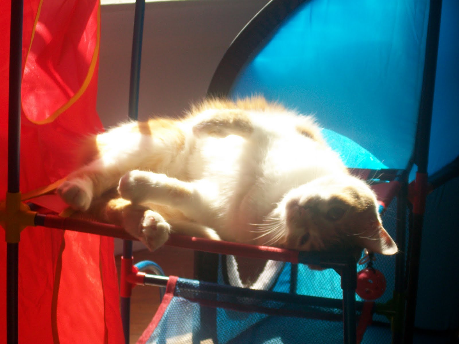 My (not-so-private) Diary of an Eating Disorder: My cat saved my life ...