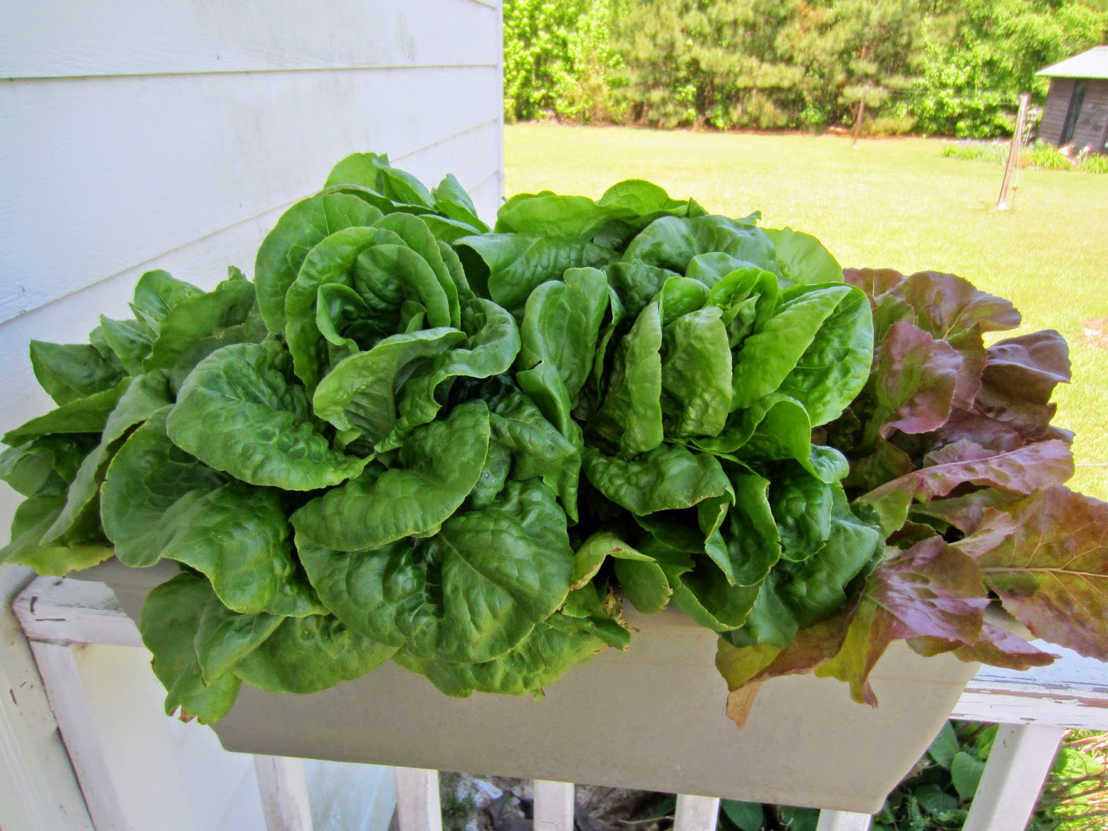 Hibiscus House: Lettuce Rail Garden and Critters