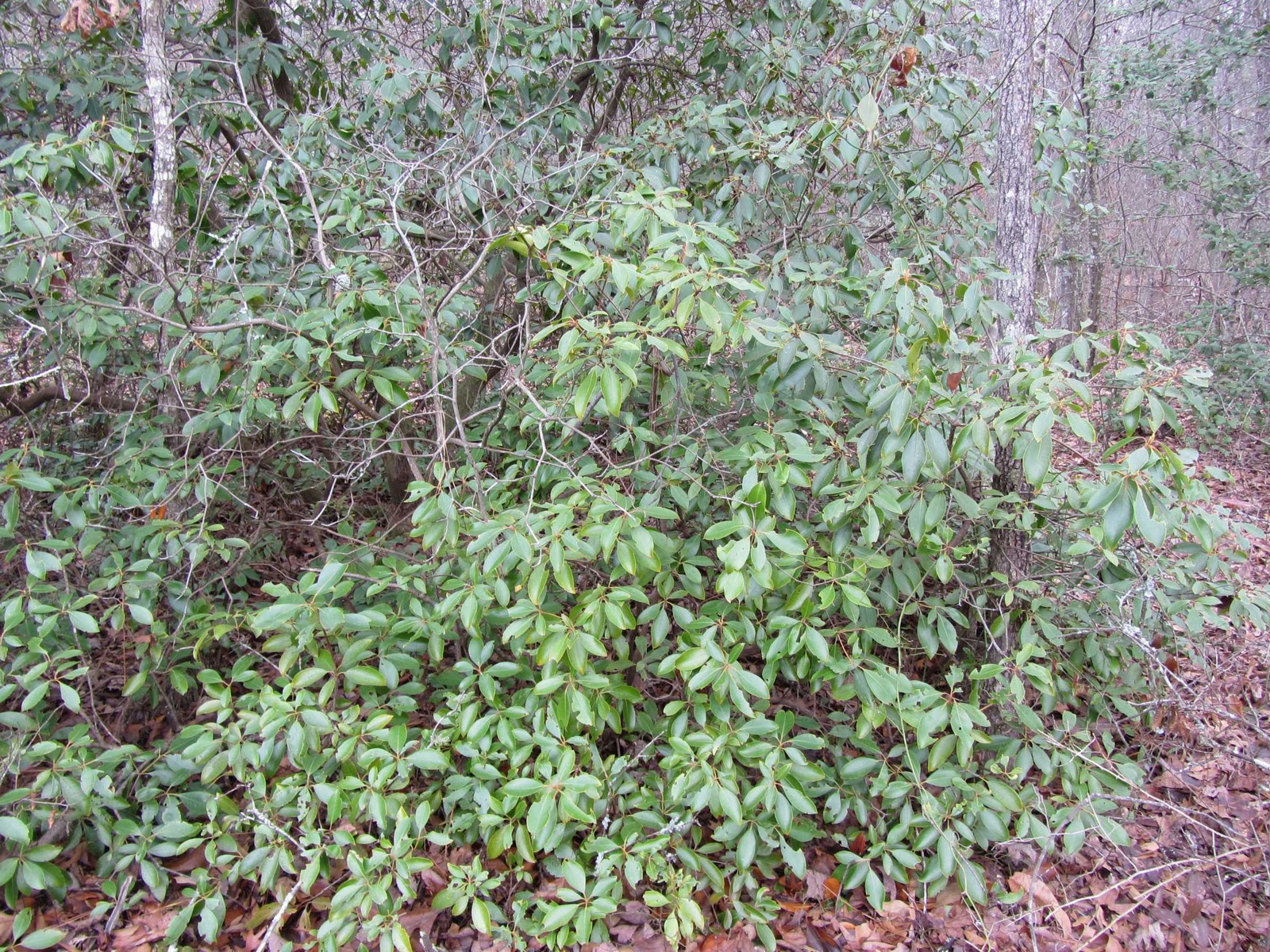 Using Georgia Native Plants: Birds Love a Thicket
