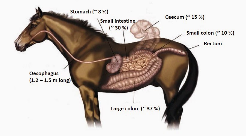 Equine Natural Health Care: 2014