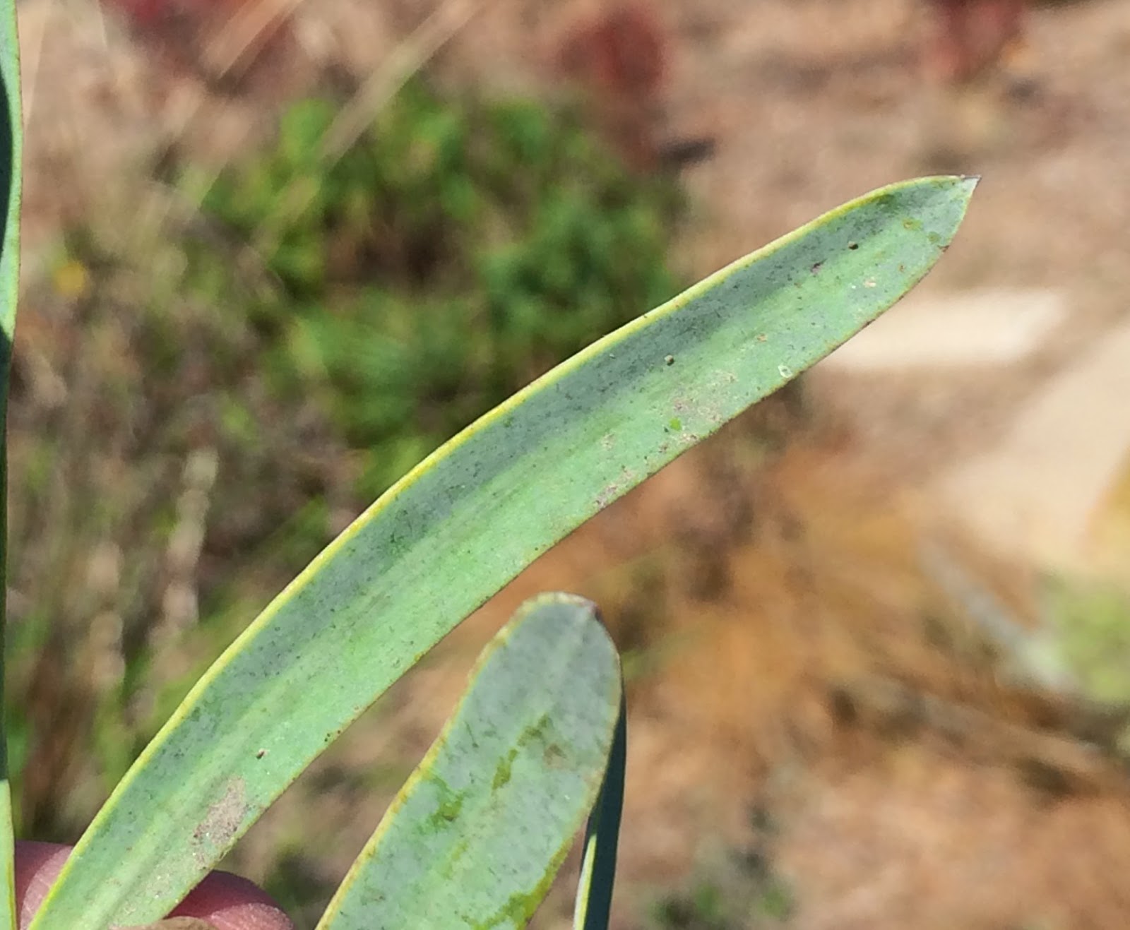 Trees of Santa Cruz County: Podocarpus elongatus 'Monmal' - Icee Blue ...