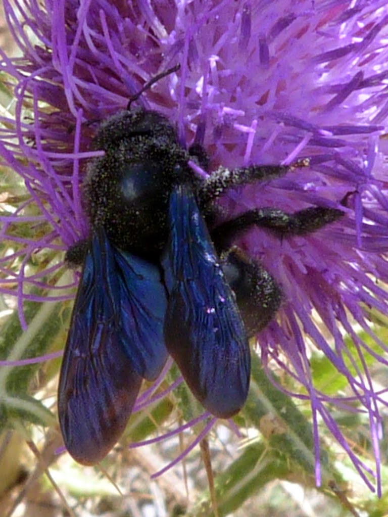 Taxonomía Arthropoda: Himenópteros