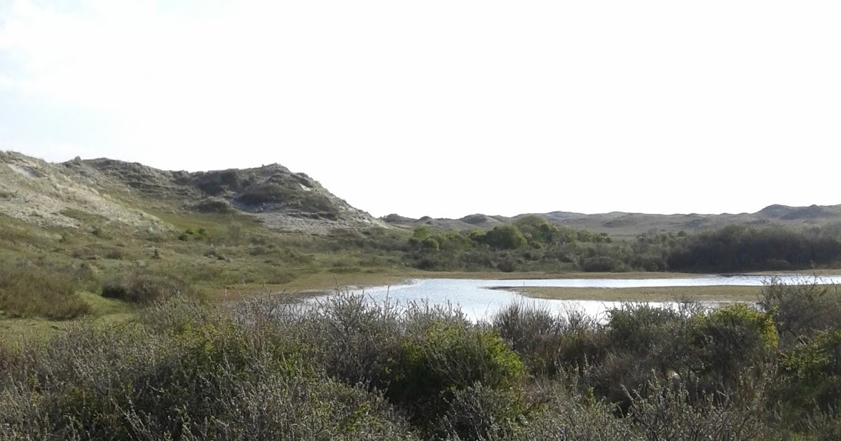 Natuurgedichten: BEDEESD