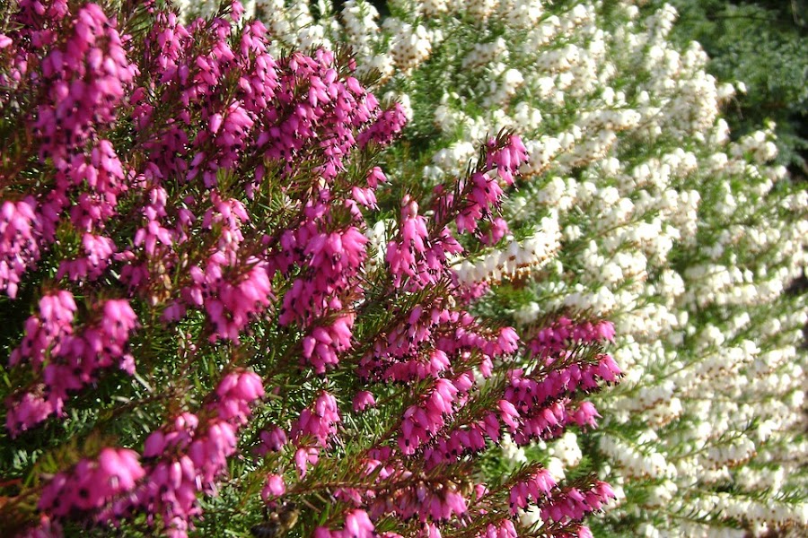Cuidados del brezo, también llamado erica | Plantas