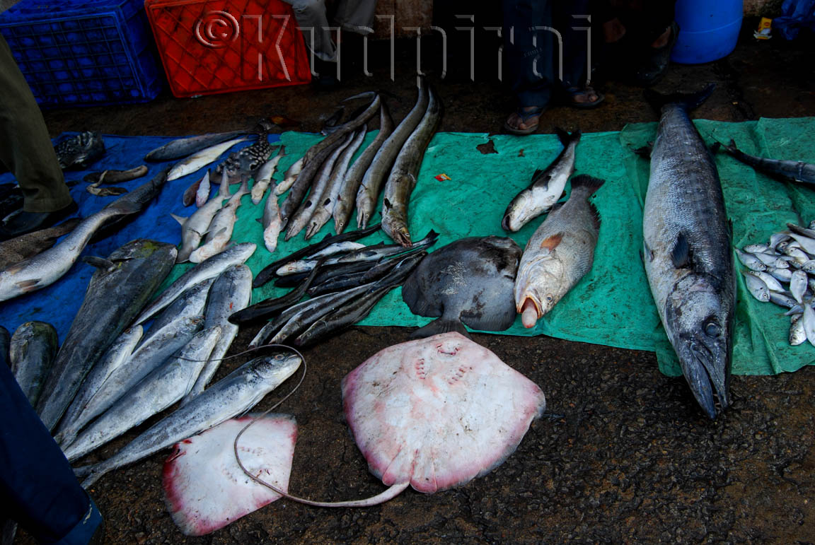 Kudpiraj's Garam Tawa: Fishing in Mangalore