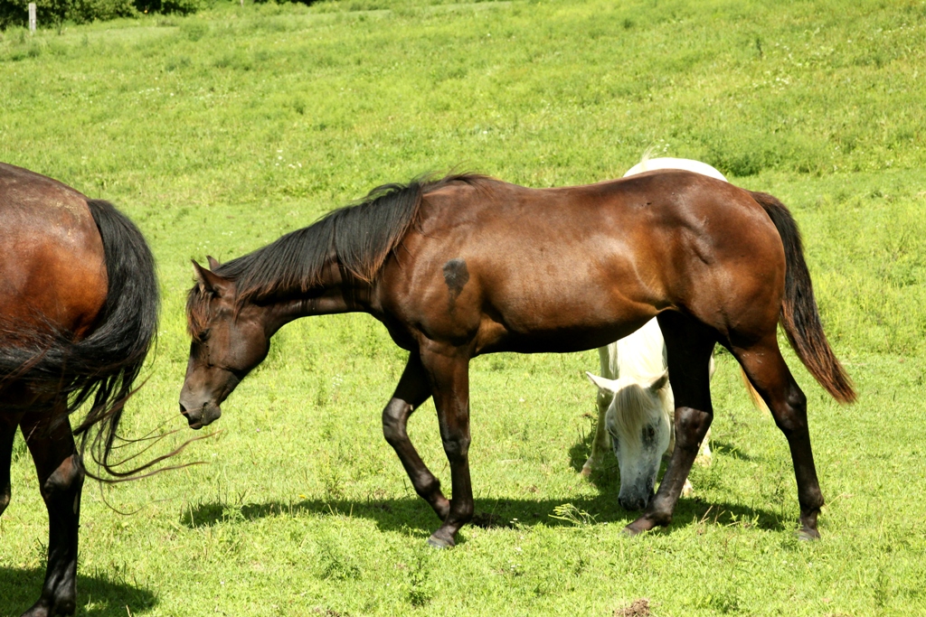 Must love mustangs!: Charlie Ann, yearling filly, almost a horse!