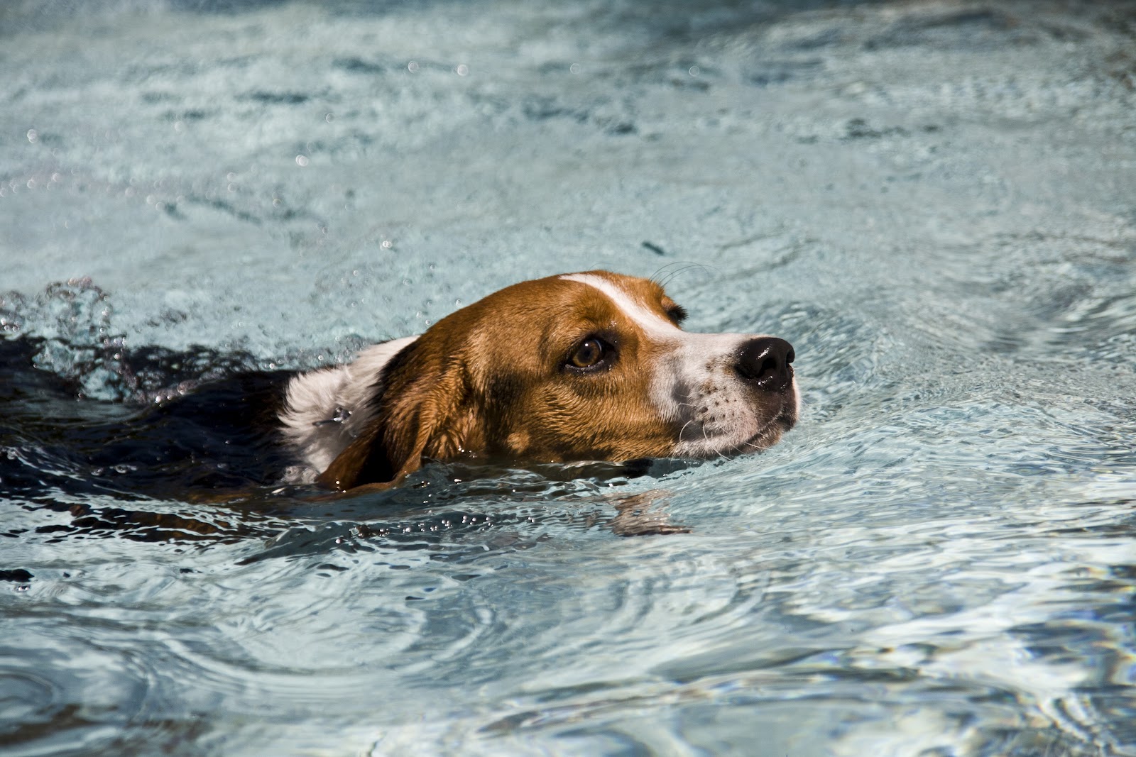 Offshore Winds: John Connor The Tentative Swimming Beagle