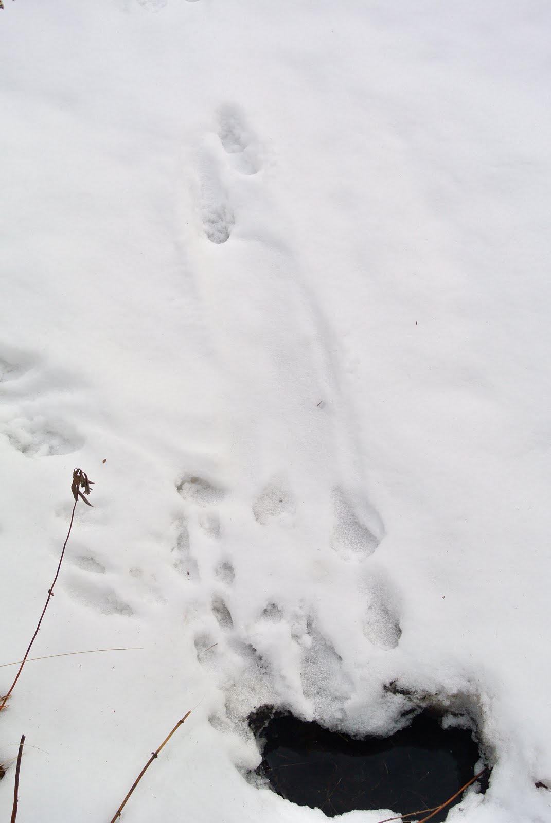 Tracking River Otter!