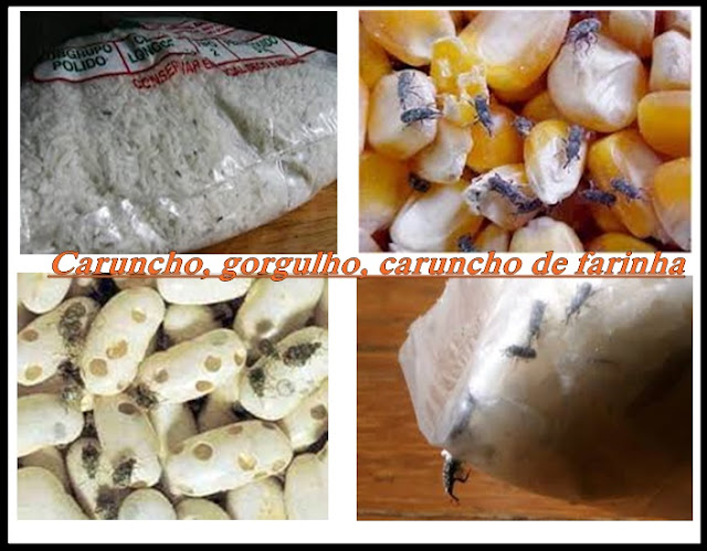 Burburinho da Modah: Caruncho/gorgulho ou bicho dentro do feijão? como ...