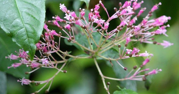 Física y Química: ¿Qué es la quinina?