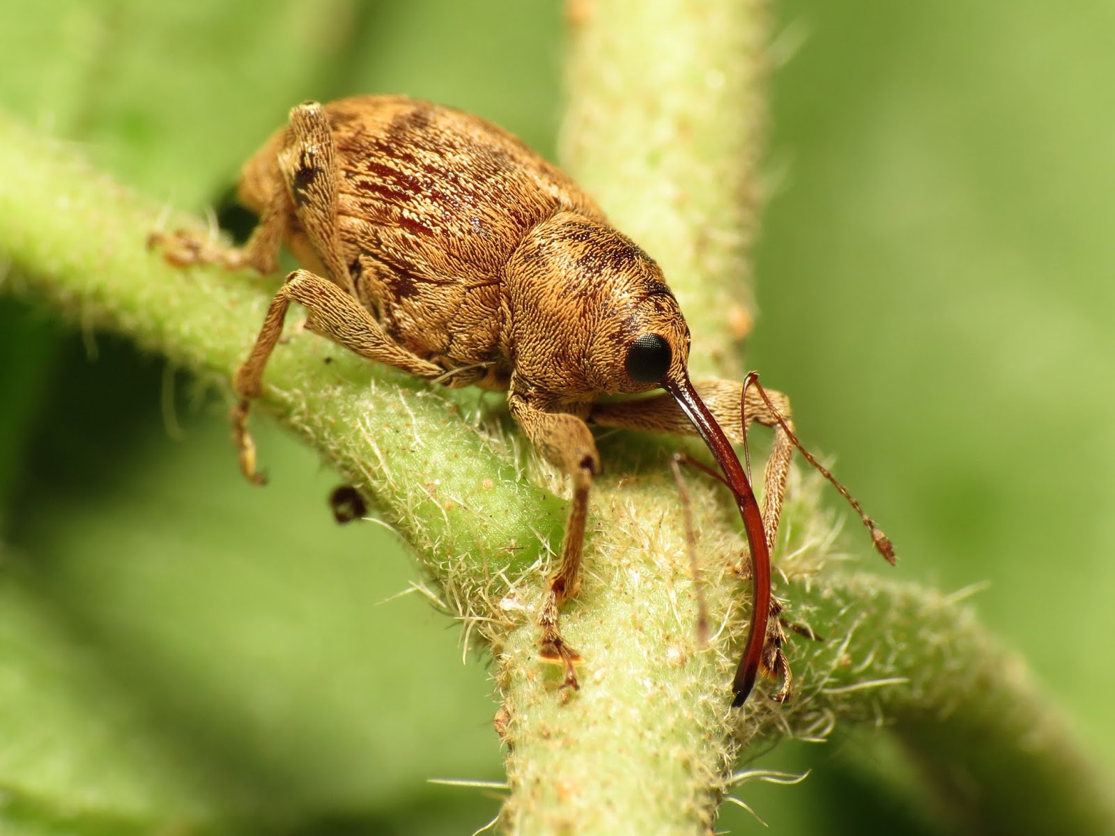 Broad Oak Magazine: Weekend Wonders: the Nut Weevil