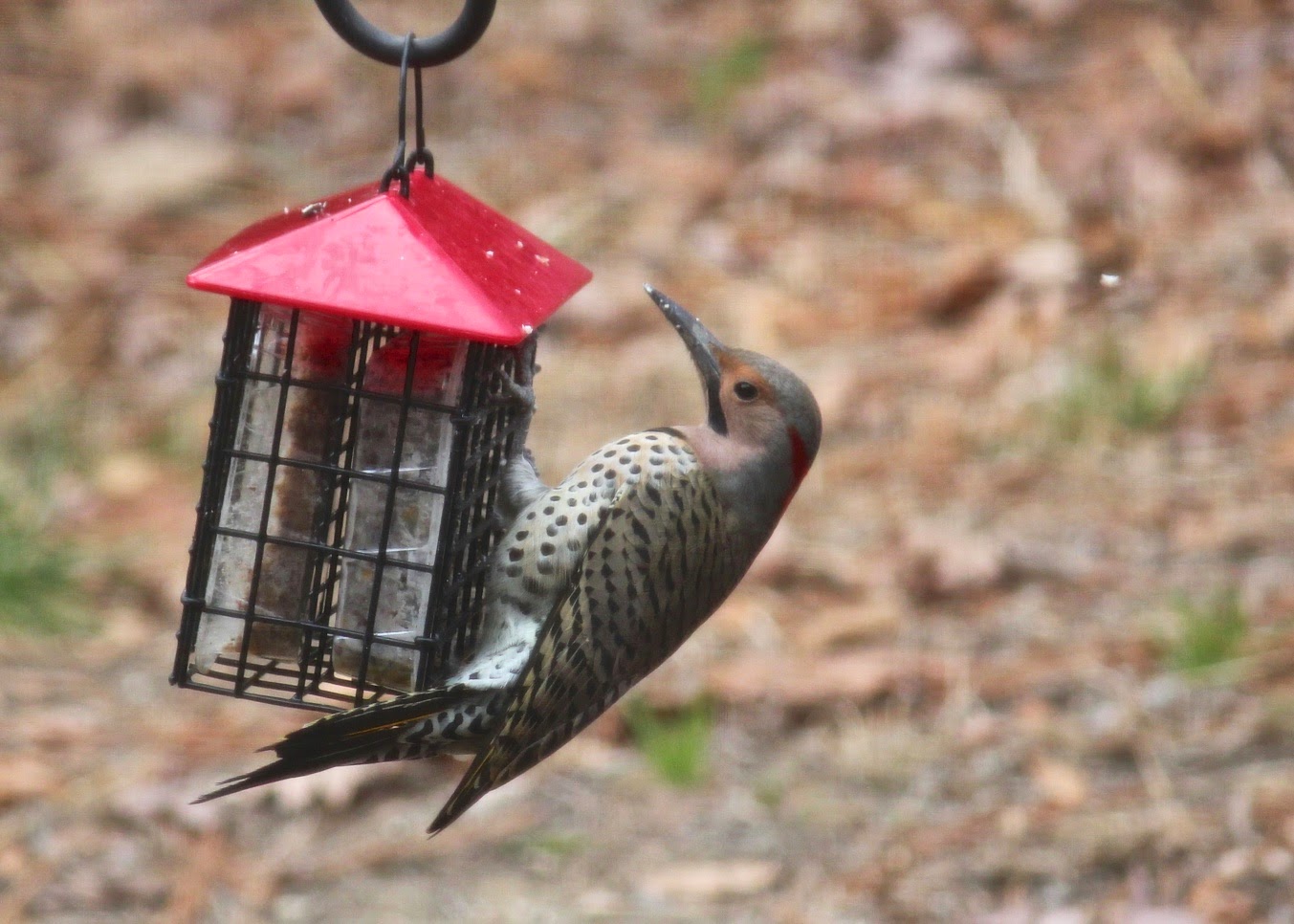 Red House Garden: The Resident Northern Flickers