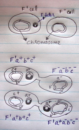 Sexduction or F-duction - Conjugation between F’ cell and F- cell