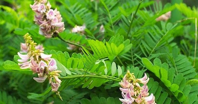 Saga Tanaman yang Bijinya Beracun