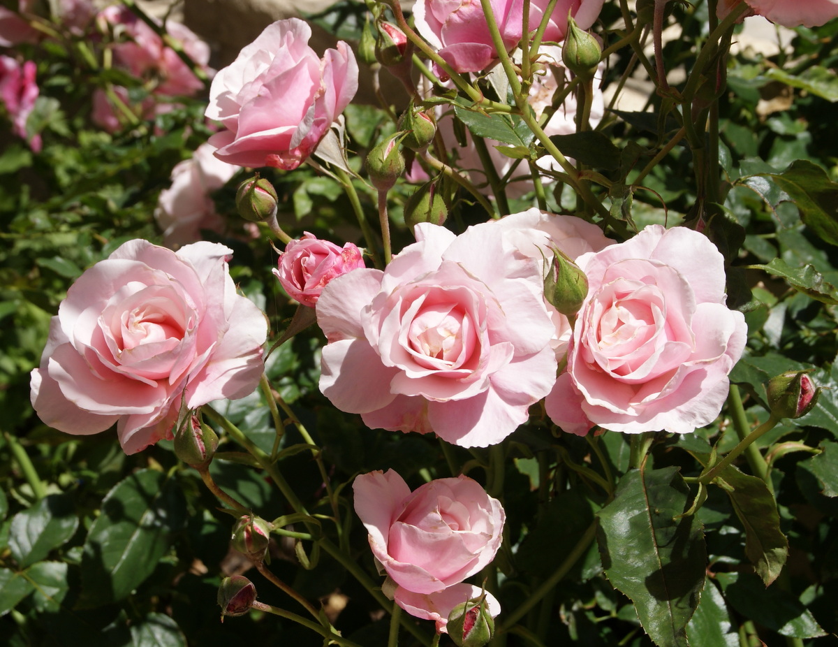 Organic Garden Dreams: May Roses