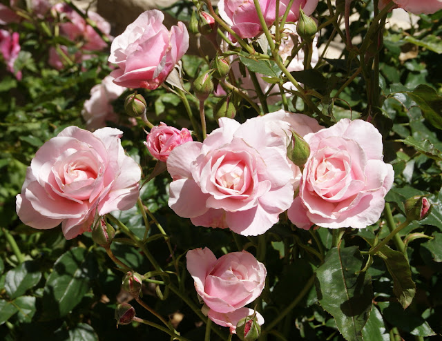 Organic Garden Dreams: May Roses