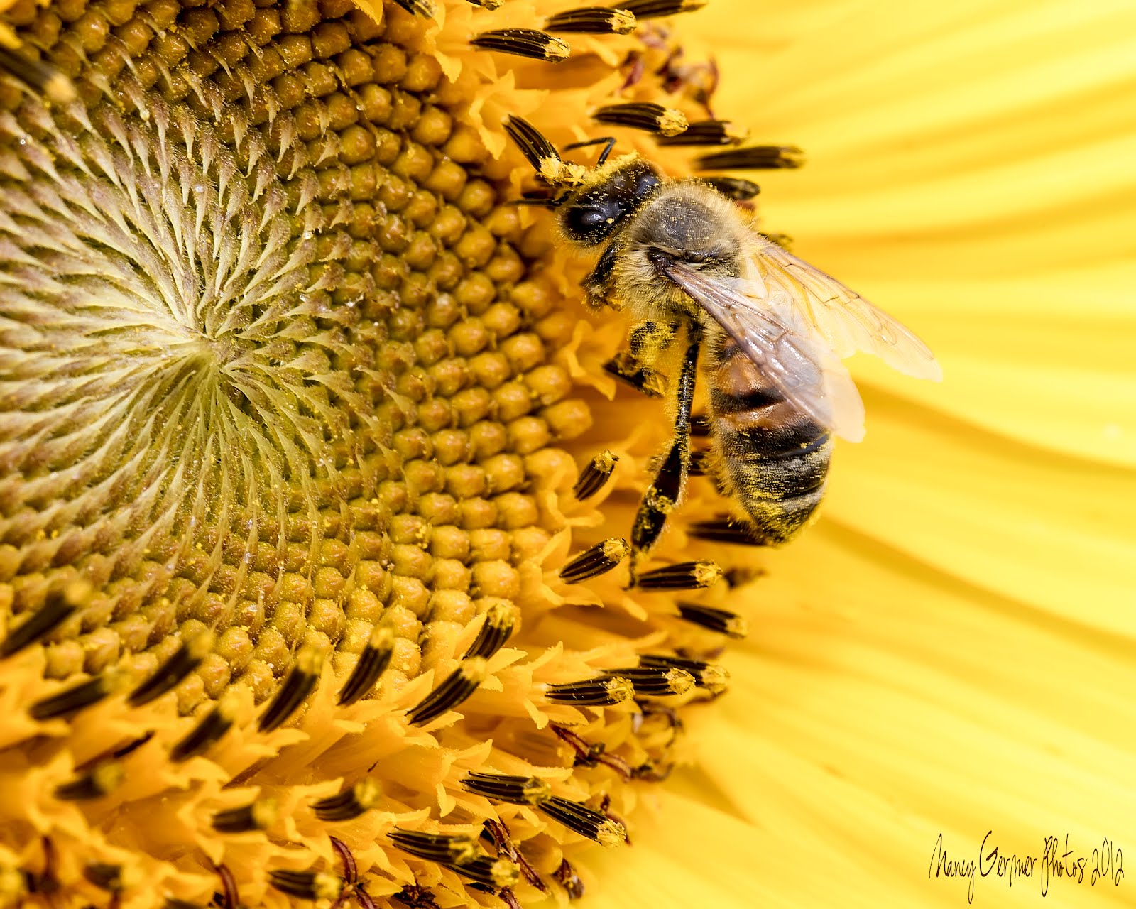 Nancy's Photography Blog: Sunflowers N Hummingbirds!