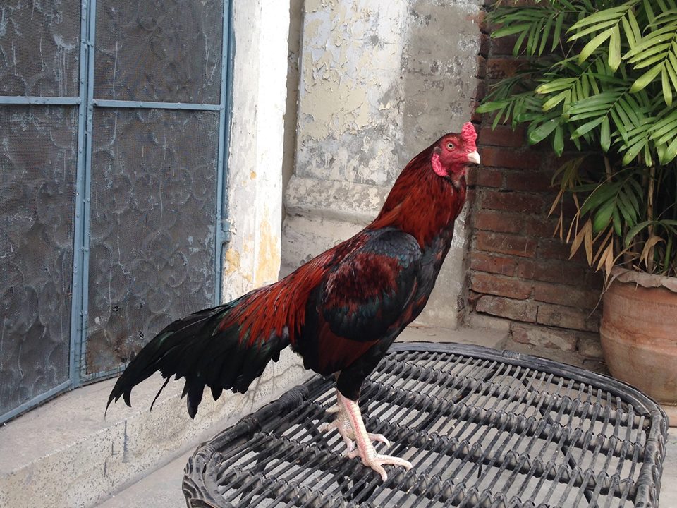 Red Asil Pictures - Laakha Aseel Pictures | Raja Asil