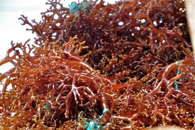 In Pinay's "Ciudad": LAYAG-LAYAG YELLOW BOAT VILLAGE: SEAWEEDS @ ZC ...