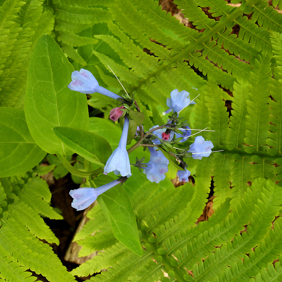 Natural Spaces Photography: Spring Wildflowers in Wisconsin