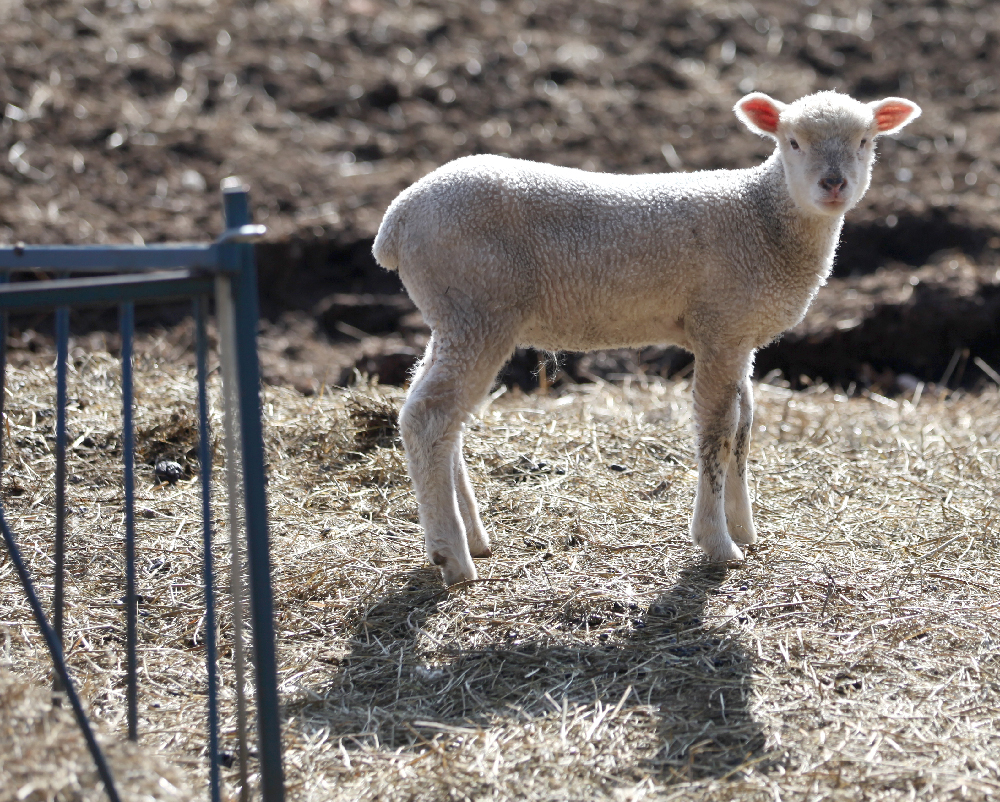 Getting Stitched on the Farm: More Cute Lamb Pics