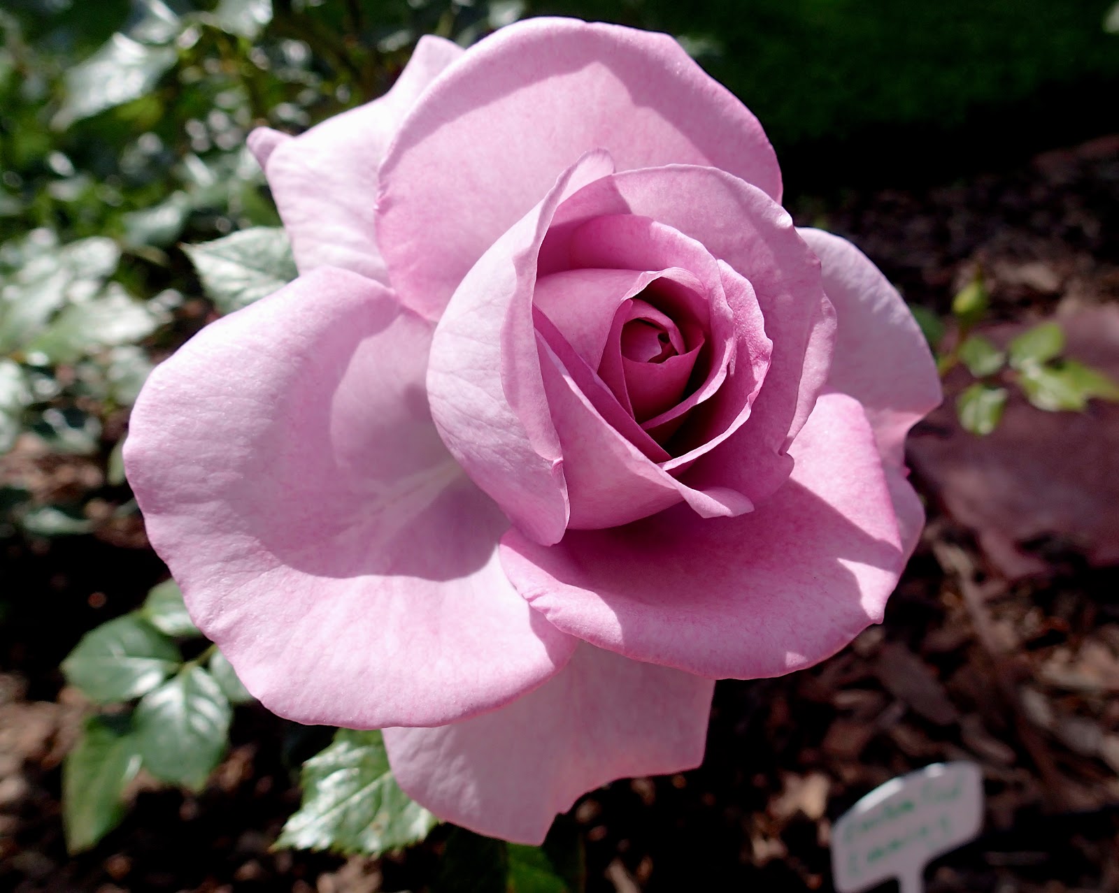 dayboat journal: GARDEN: The New Roses Begin to Bloom