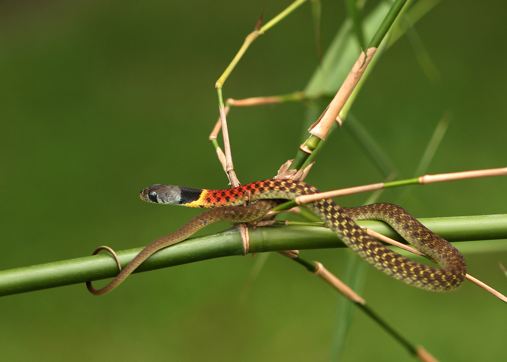 Reptil Endemik Indonesia: Lariangon / Picung (Rhabdophis subminiatus)
