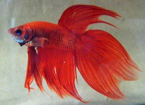 IKAN HIASAN: Ikan Pelaga (Betta Splendens)
