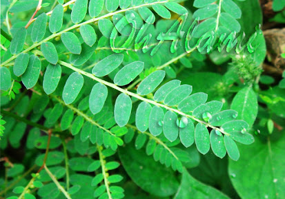 Obat Alami dari Tumbuhan Jenis Meniran (Phyllanthus Niruri L) Untuk ...