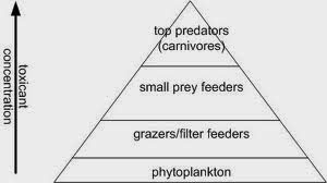 Bioaccumulation Pyramid