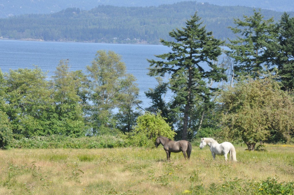 Orca Watcher: Waldron Island: A Different Kind of Life