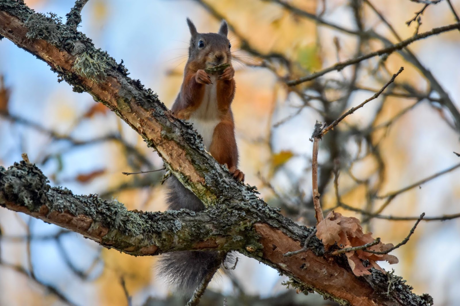 stefansphotos.se blogg: Lekfull Ekorre och Promenader i höstskrud