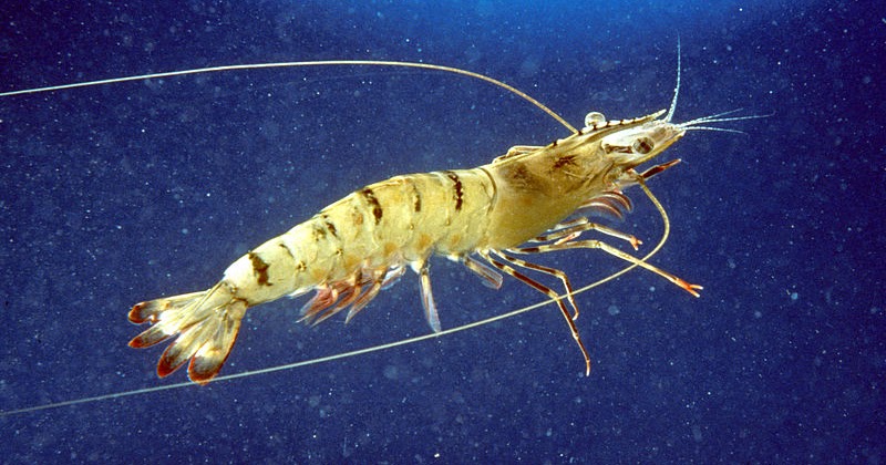 Variety of Life: Penaeidae