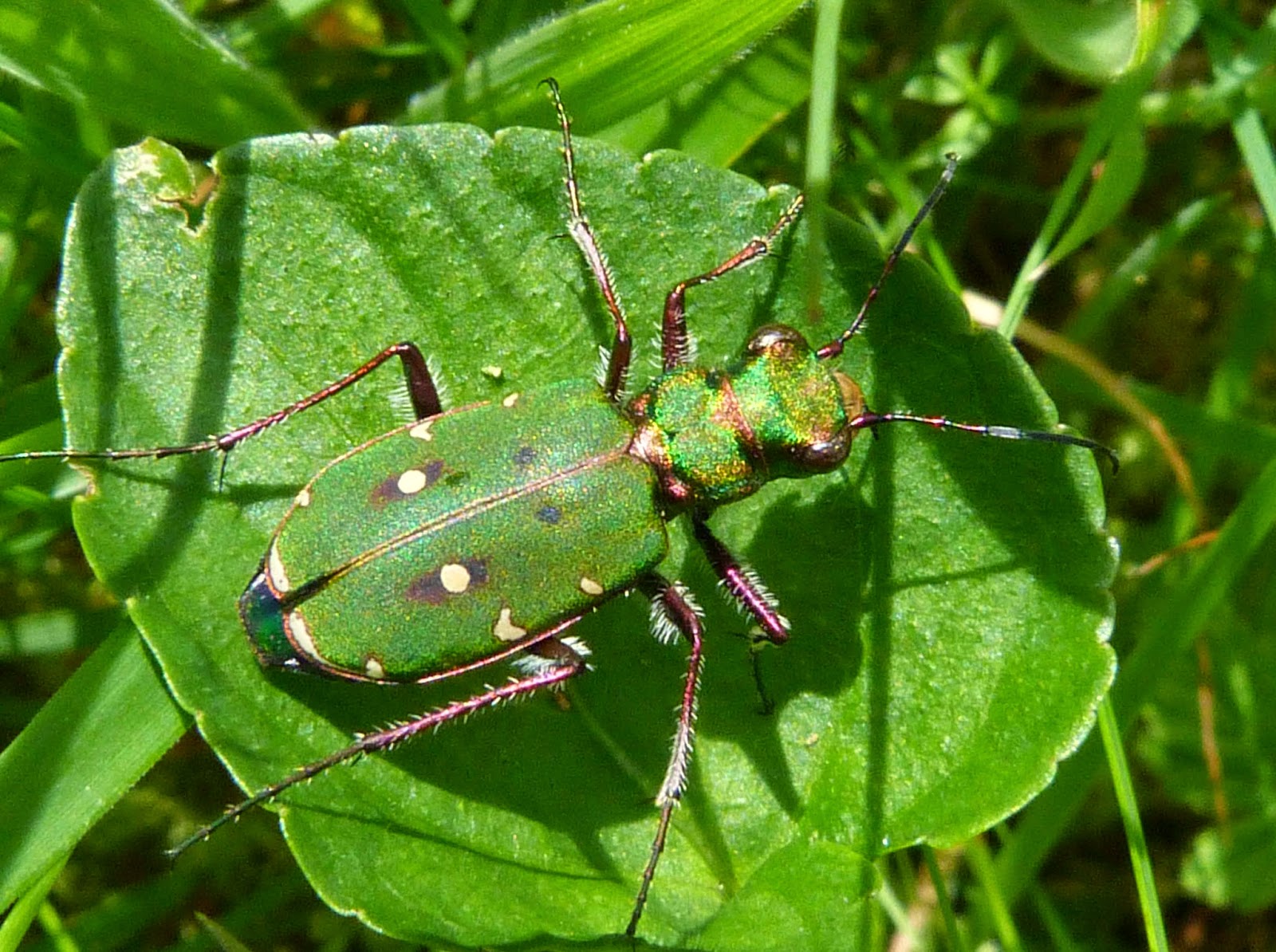 Insects of Scotland: Other Beetles