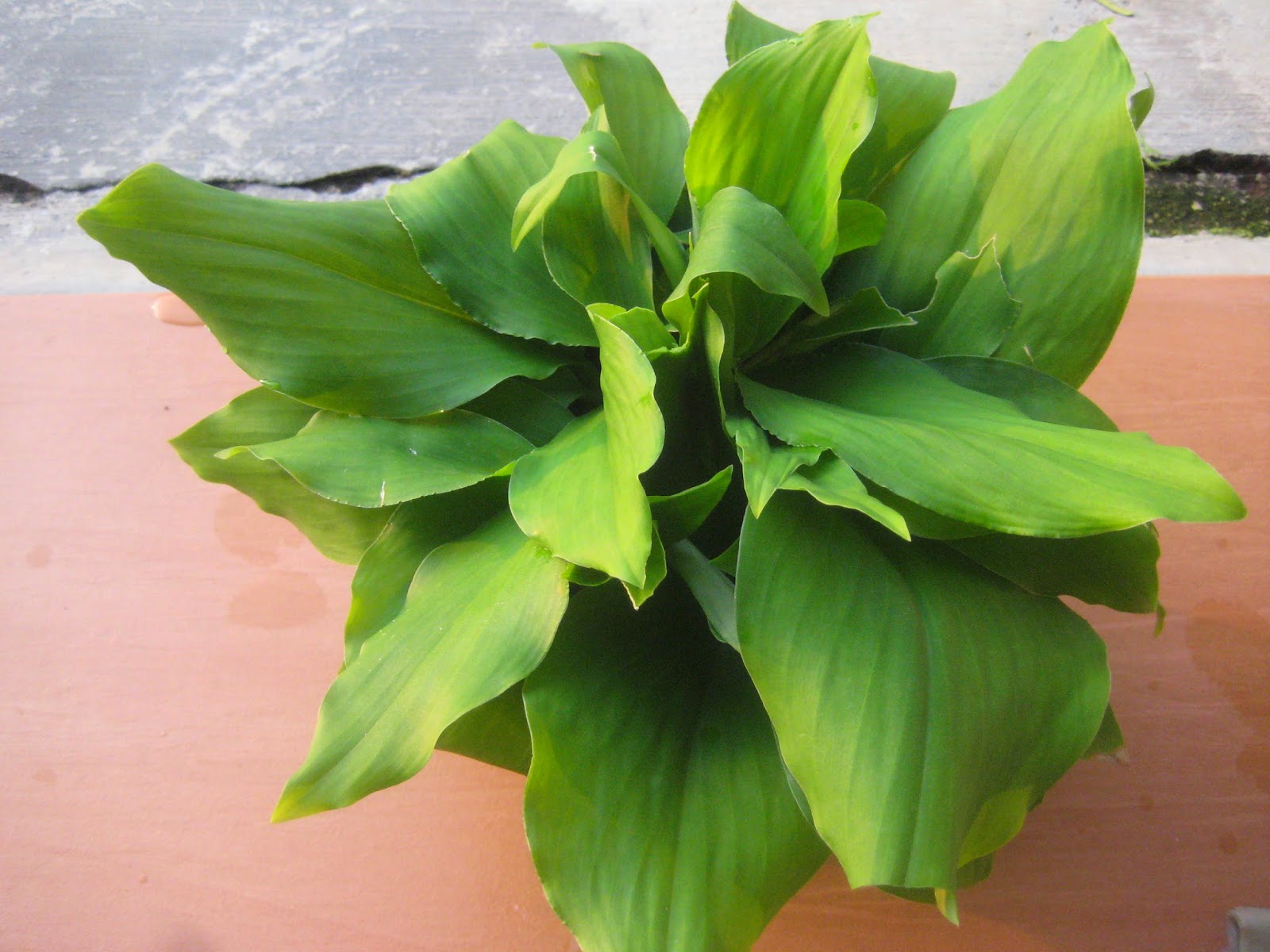 Bunga-bunga Cinta...: Khasiat Cekur