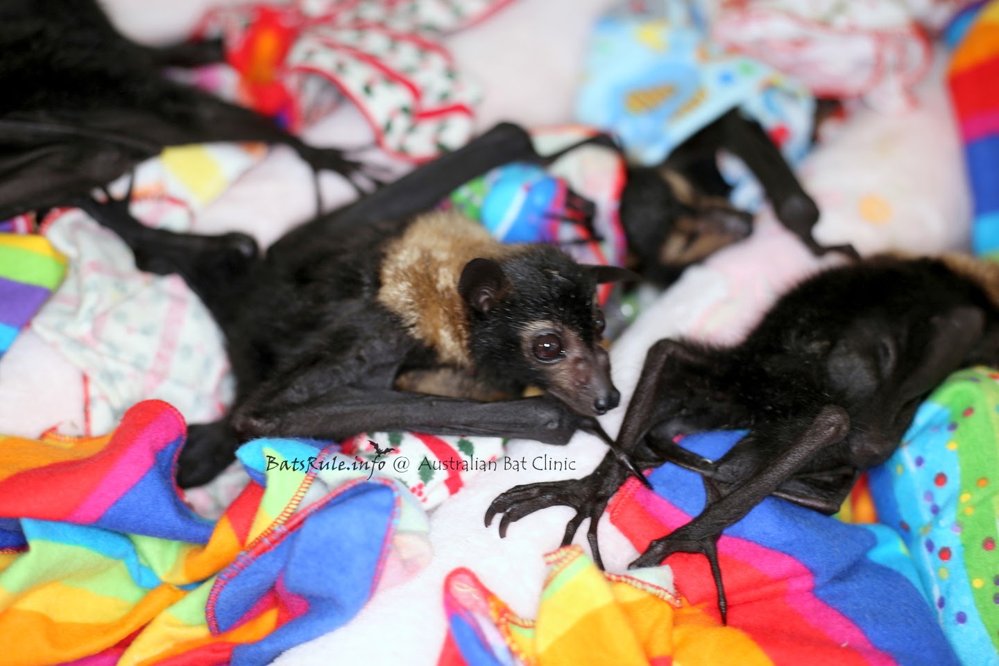 Rehab | Cairns Qld Megabat babies Spectacled in care, Pteropus ...