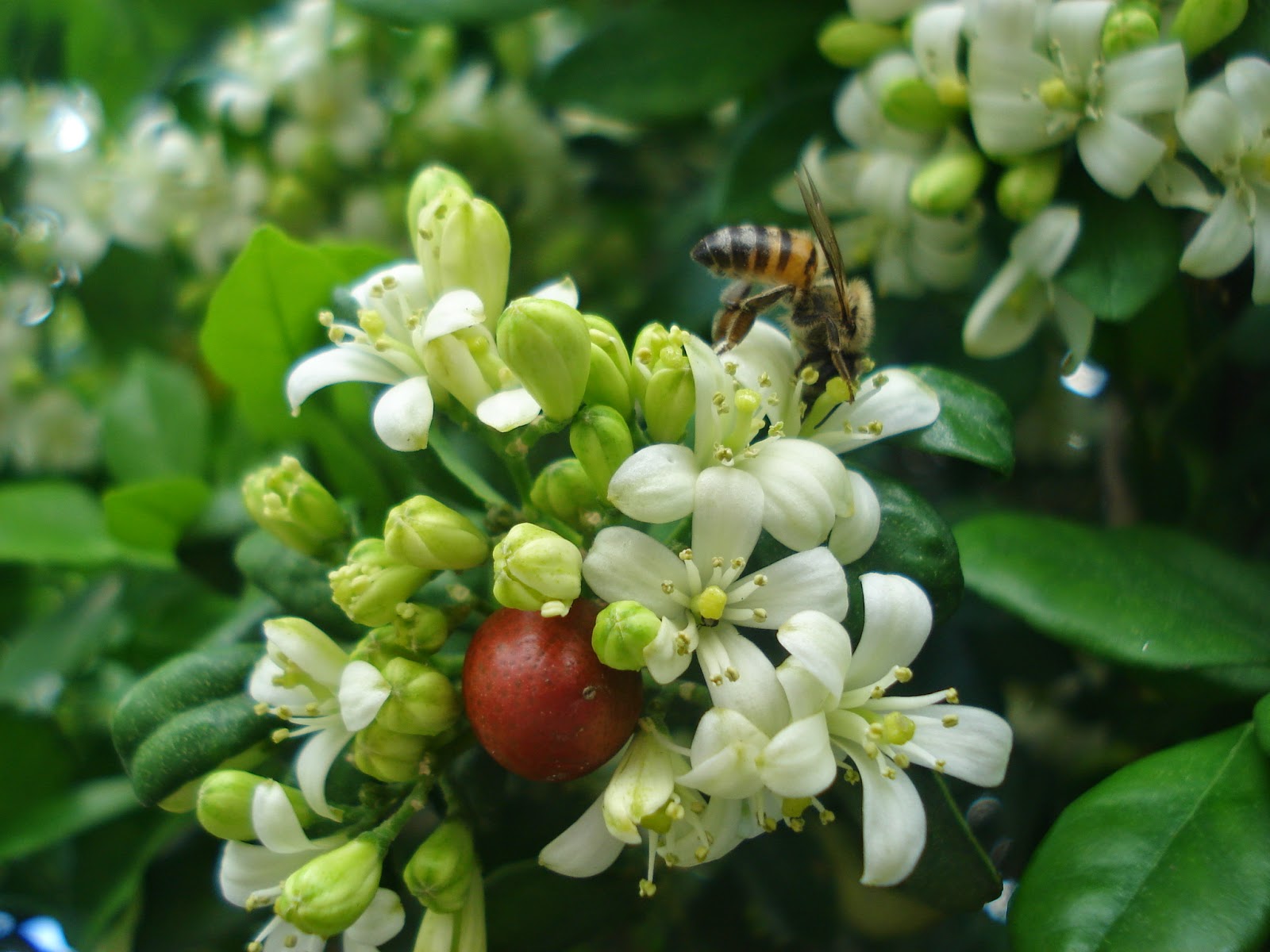UM CAMINHO...: MURTA, A ÁRVORE CHEIROSA.
