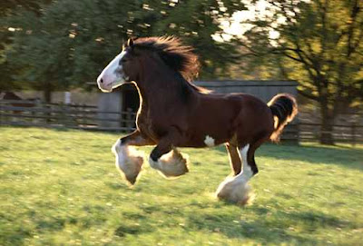 Equitazione e Cavallo: Le andature del cavallo