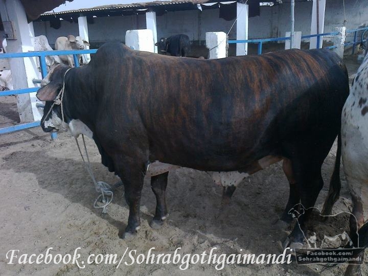 Sakran Cattle Farm 2012 - Sohrab Goth Gai Mandi
