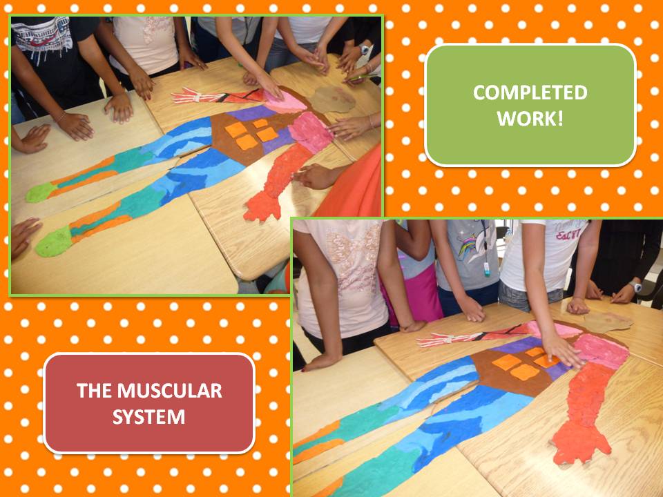 Ms Rashid: Science Human Body Systems Projects