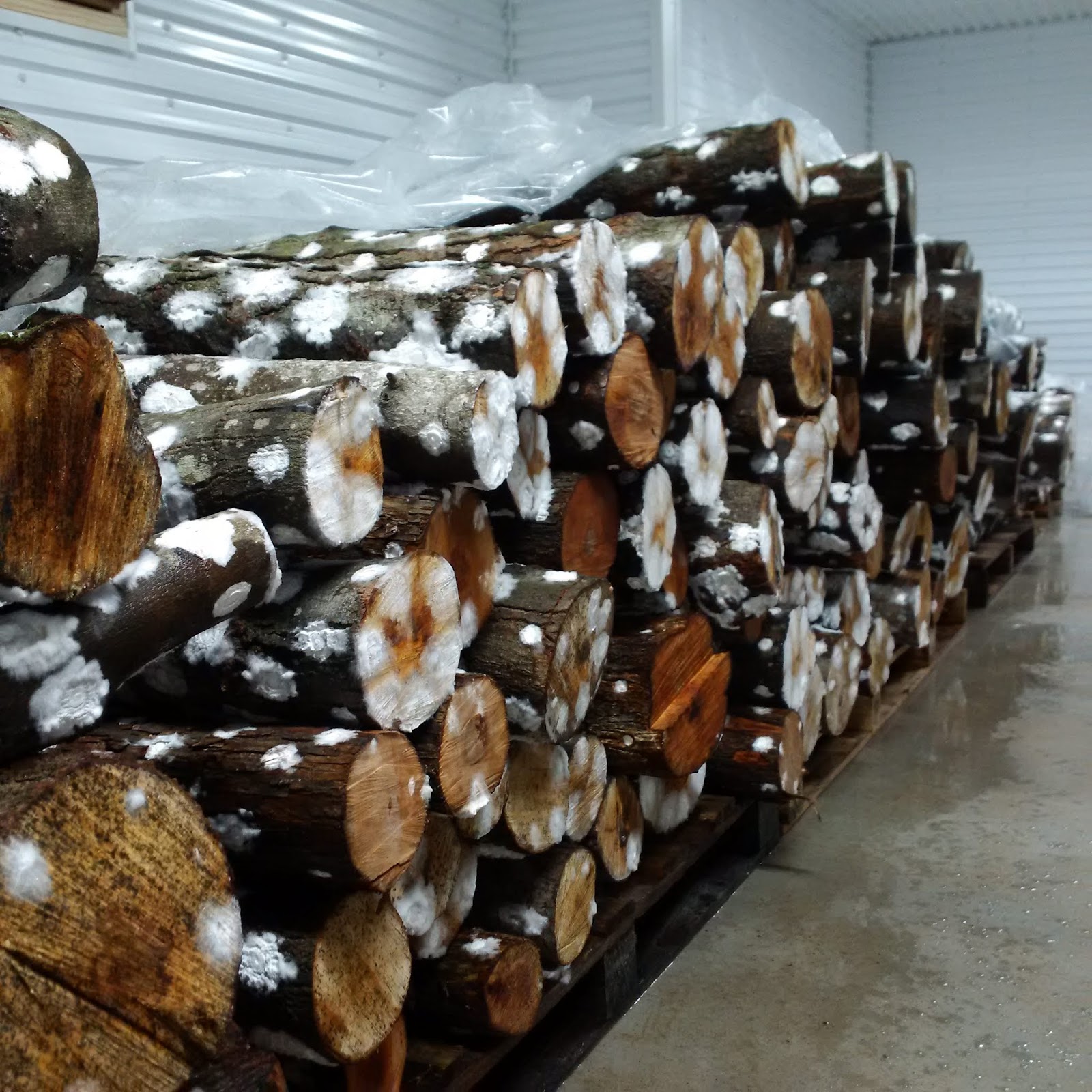 Mushrooming Together: Totally Shiitake Workshop: Trends and Techniques ...