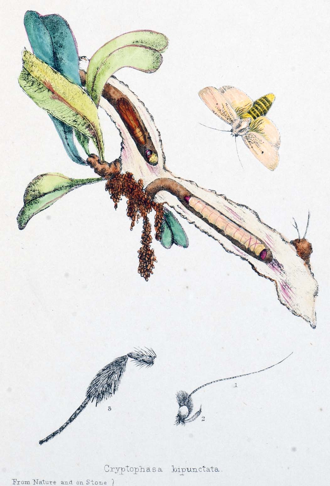 Xyloryctine Moths of Australia: Maroga melanostigma
