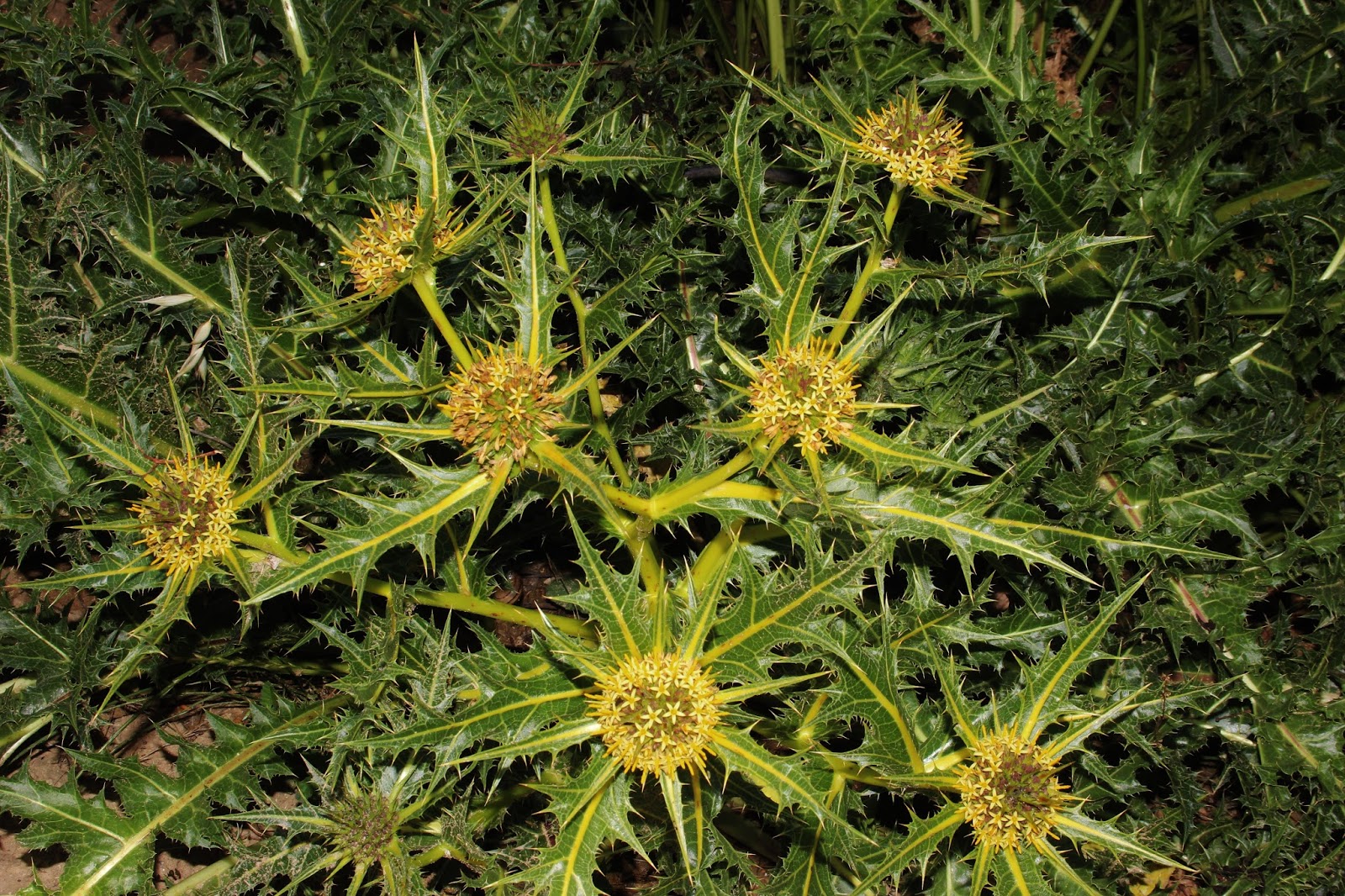 Biodiversity of Cyprus by NGO Protection of the Natural Heritage and ...